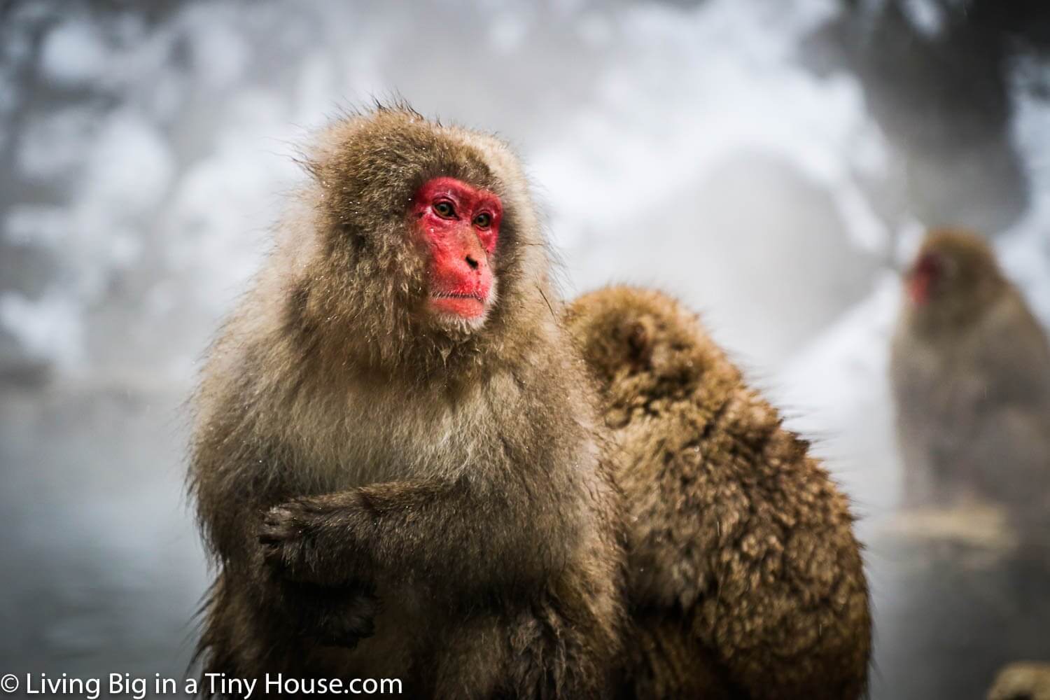 Living Big in a Tiny House - The Snow Monkeys Of Japan
